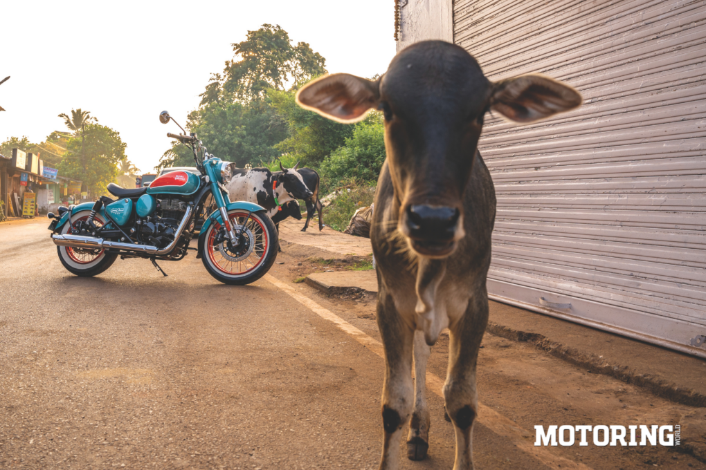Lust: The Goa Special — Bovine Intervention - Motoring World